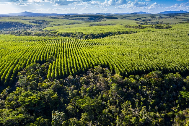 Veracel Celulose comemora 29 anos | ATLÂNTICA News